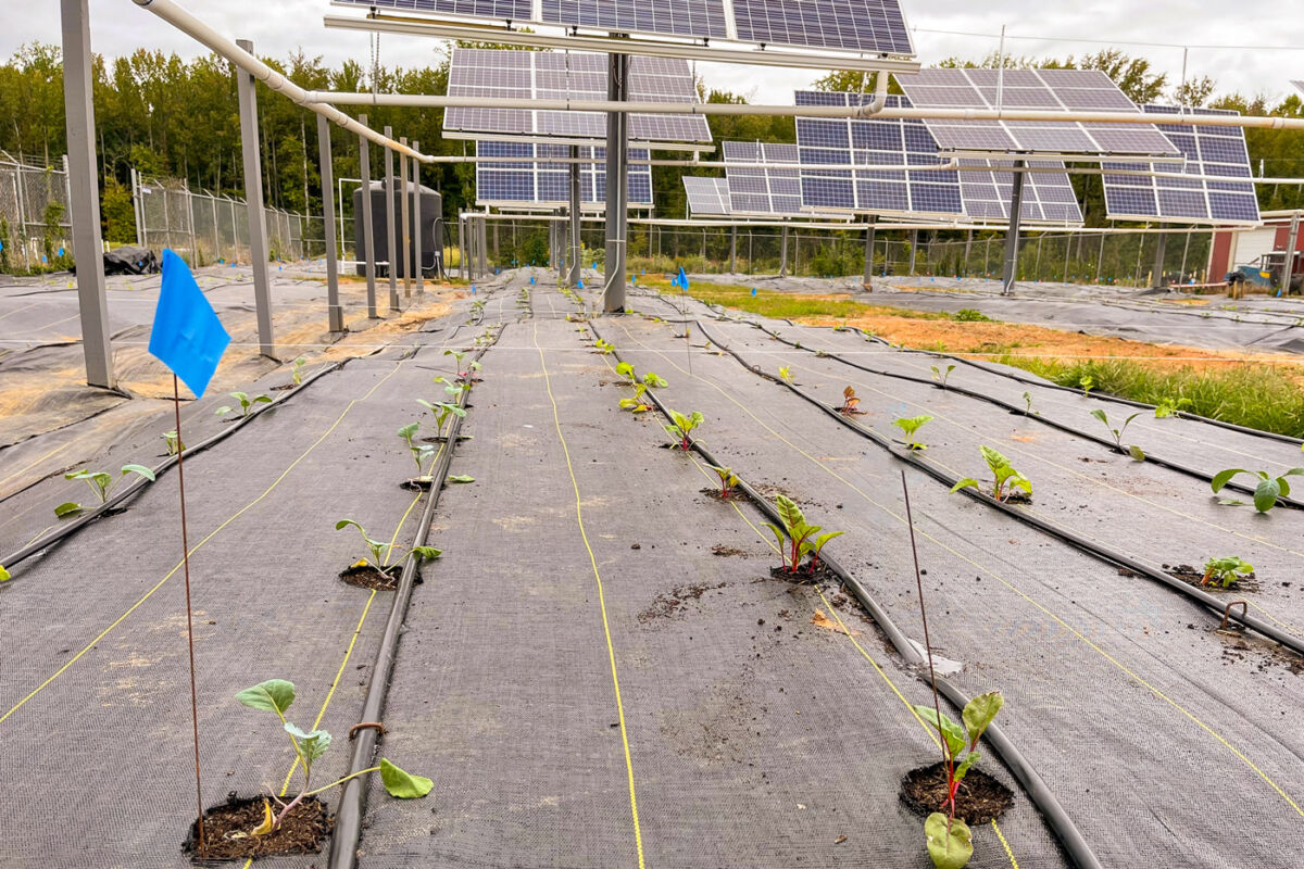 Solar Mounts for Farms and Agriculture - MT Solar